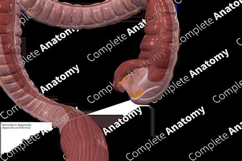Vermiform Appendix Anatomy Appendectomy Gbmc Jordan