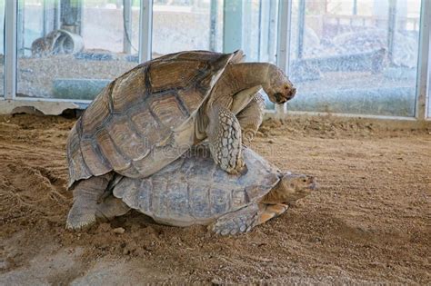 Two Turtles Having Sex Stock Photo Image Of Aquatic