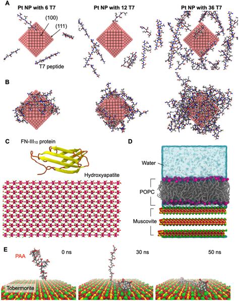 Illustrative Snapshots Of A Initial And B Final Simulation Systems Download Scientific