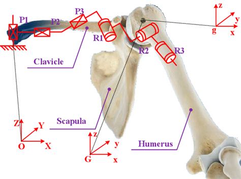 Figure 2 From A Kinematic Model Of The Shoulder Complex Obtained From A Wearable Detection