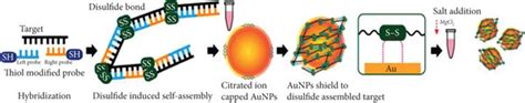 Schematic Colorimetric Method For Diagnosis Of Mers Cov Dna A Mgcl2 Download Scientific