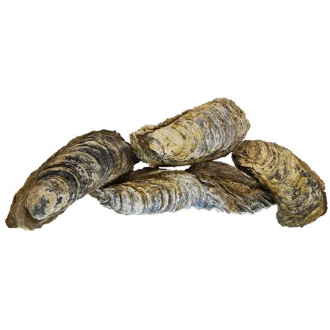 Giant Oyster Shell Fossil