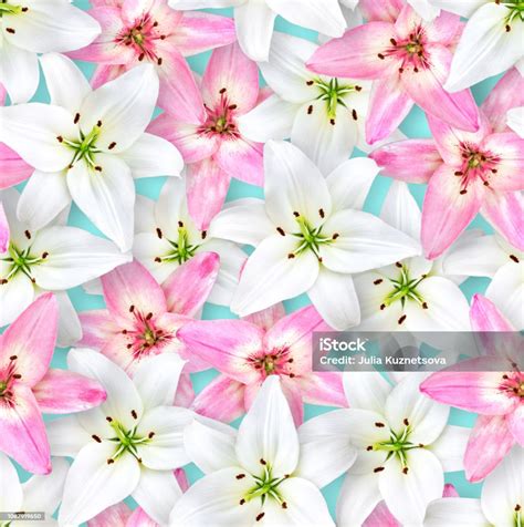 완벽 한 꽃 패턴입니다 꽃의 배치를 혼란입니다 파란 배경에 백색과 분홍색 백합 꽃 0명에 대한 스톡 사진 및 기타 이미지 0명 개화기 꽃 꽃의 구조 Istock