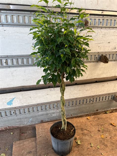 Triad Plants