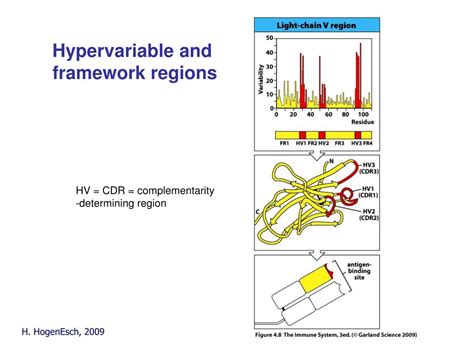 Ppt Antibody Structure And Function Powerpoint Presentation Free Download Id 487371