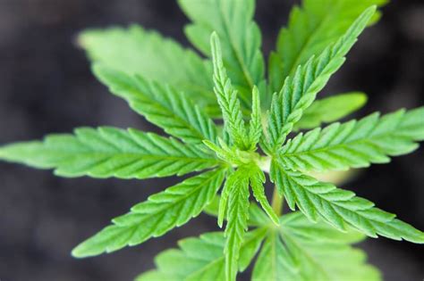 The Different Types Of Cannabinoids All You Need To Know Infolific