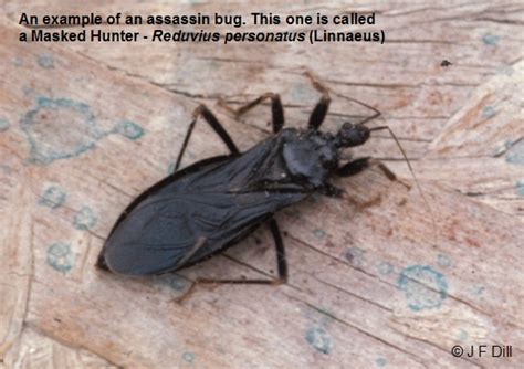 Ambush Bugs And Assassin Bugs Home And Garden Ipm From Cooperative