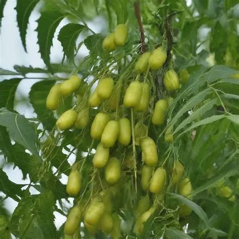 Plant Faqs Neem Tree