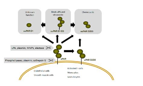 Surface Bound And Soluble Fragments Of Urokinase Plasminogen Activator