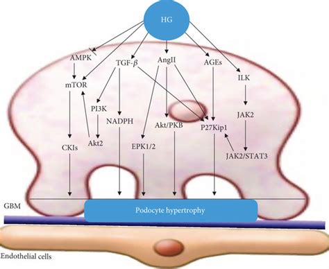 Podocyte Hypertrophy Elevated Glucose Upregulates Tgf β Mtor Ang Ii