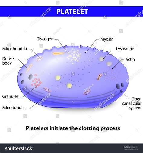 Platelets Or Thrombocytes Stock Vector 393692533 Shutterstock