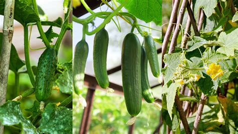Cucumber Growing Tips