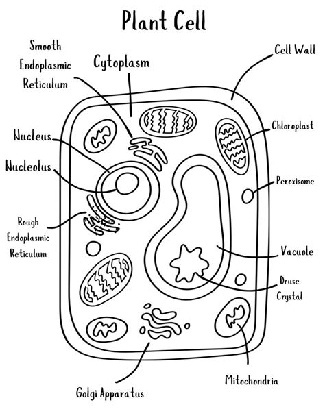 Plant Cell Printable Biology Digital Download Homeschool Curriculum