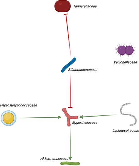 Interactions Network Between The Seven Bacterial Families In The Final Download Scientific