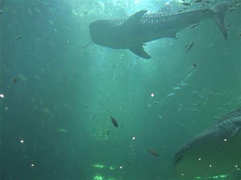 영상 희귀종인 고래상어 들어왔지만