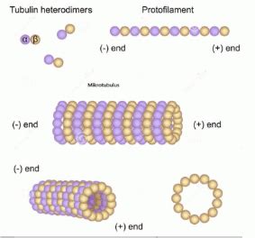 Mikrotubulus Pengertian Gambar Struktur Proses Dan Fungsi Baca Coding