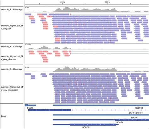 Analysis Of Ebv Transcription Using High Throughput Rna Sequencing