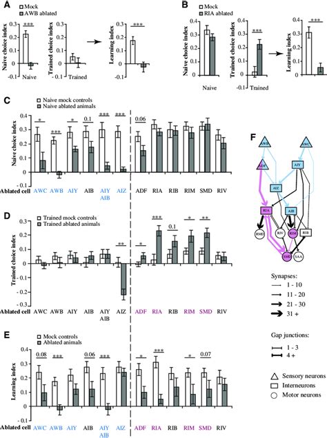 Two Different Neural Circuits In An Olfactory Network Regulate The