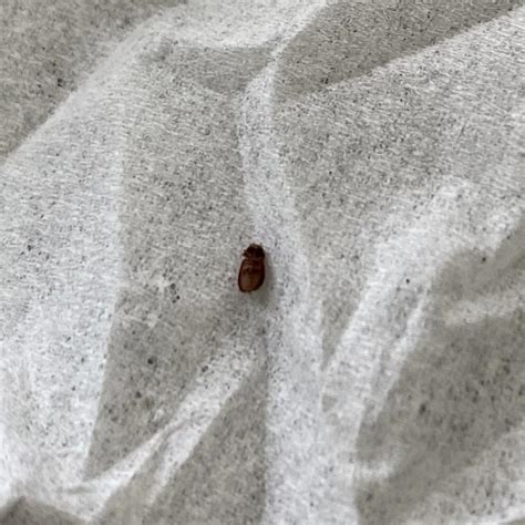 Bedbugs Or Psocids Booklice Australia Rwhatsthisbug