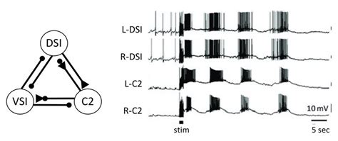 A Real Frequency Modulated Cpg Model The Neural Circuit And Swim Motor Download Scientific