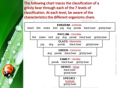Levels Of Classification Chart Minga