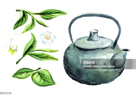 녹차와 차 주전자 나뭇잎 설정 흰색 배경에 고립 수채화 손으로 그린 그림 0명에 대한 스톡 벡터 아트 및 기타 이미지 0명