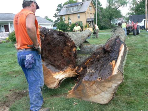 Toronto Tree Removal Tree Cutting Services Toronto Tree Services Toronto Arborist Toronto