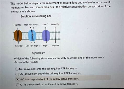 The Model Below Depicts The Movement Of Several Ions And Molecules Across A Cell Membrane For