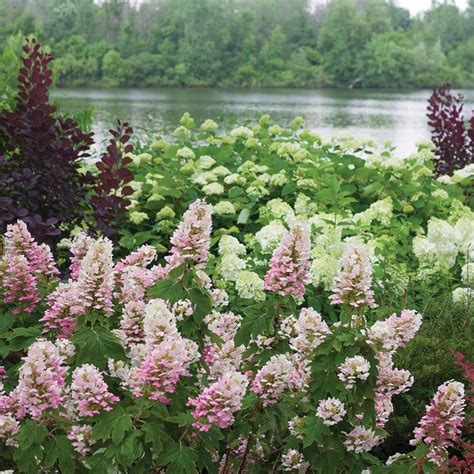 Gatsby Pink® Oakleaf Hydrangea Oakleaf Hydrangea Types Of Hydrangeas Hydrangea Quercifolia
