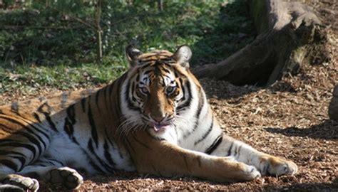 How To Tell A Female Male Tiger Apart Sciencing