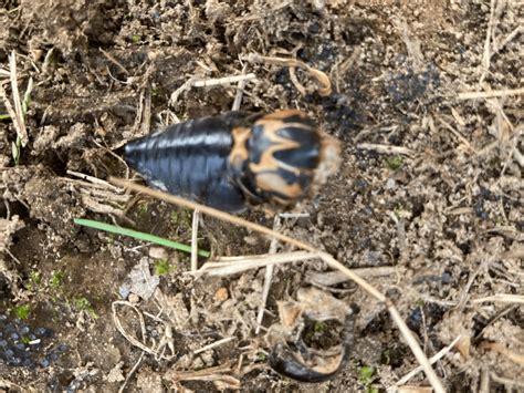 Bug Shell That Came Up When I Pulled Some Weeds Earlier Rhode