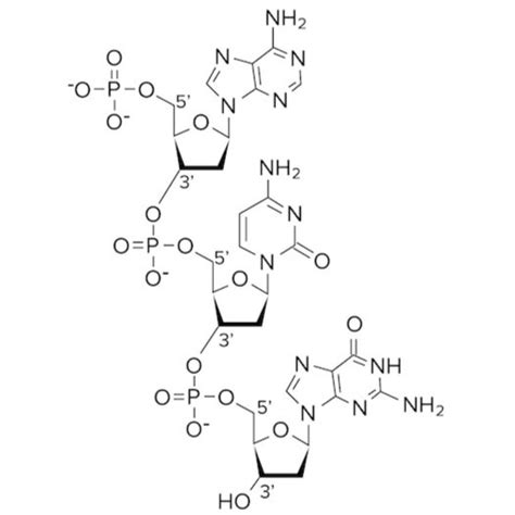 Dna For The Mcat Everything You Need To Know — Shemmassian Academic
