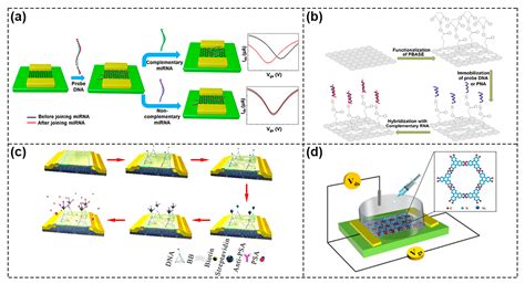 recent advances in field effect transistor biosensors designing