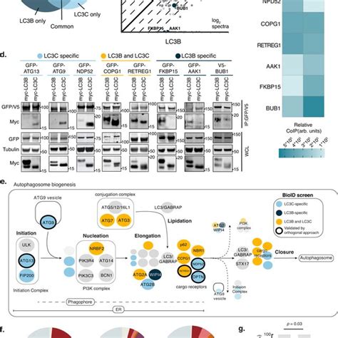 LC3B And LC3C Engage Distinct Proximal Interactomes A Venn Diagram Of Download Scientific