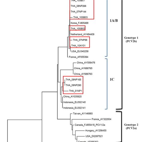 Phylogenetic Tree Based On Neighbor Joining Nj Method Is Constructed