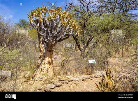 Nature Of Namibia Different Types Of Trees And Shrubs Found In Namibia Species Found Only In