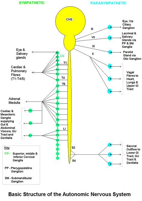 The Autonomic Nervous System Basic Anatomy And Physiology Wfsa