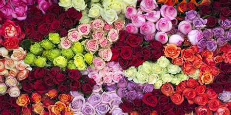 Different Color Roses Mean What At VANBRIXTONBLOG Blog