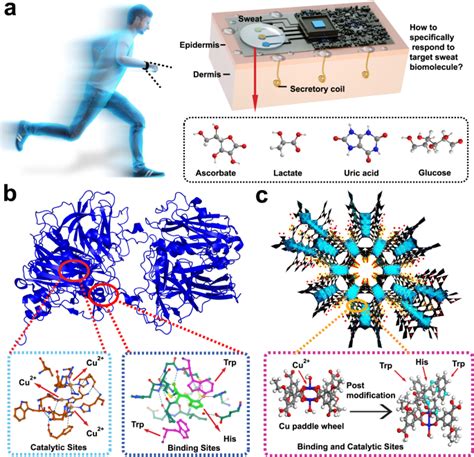 天然氧化酶模拟铜有机框架用于敏感汗液传感中抗坏血酸的靶向鉴定 Nature Communications X Mol