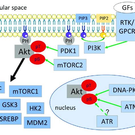 Schematic Representation Of Compartmentalized Akt Activation Via Download Scientific Diagram