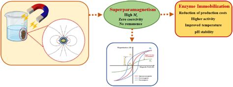 The Superparamagnetism Of Mnps In Enzyme Immobilization Download Scientific Diagram