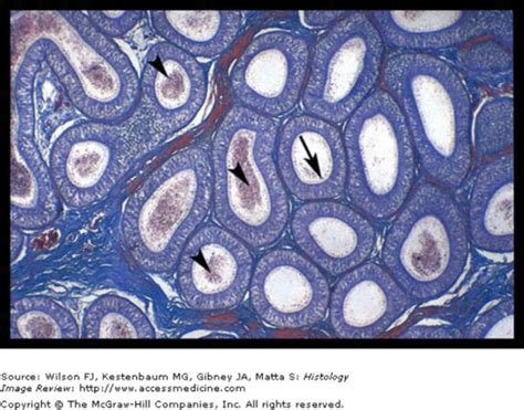 Male Repro Histology Flashcards Quizlet