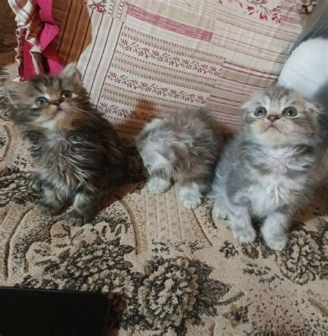 Предлагаю на продажу и бронирования шотландских вислоухих котят 03 06 23 г рождения от мамы и