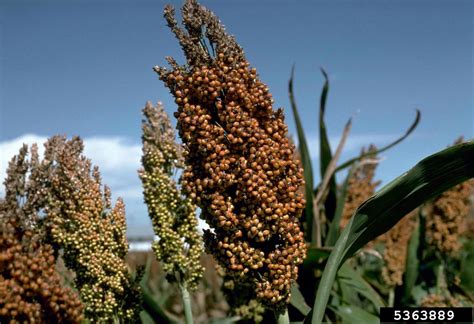 Sorghum Type Unspecified Sorghum Bicolor L Moench