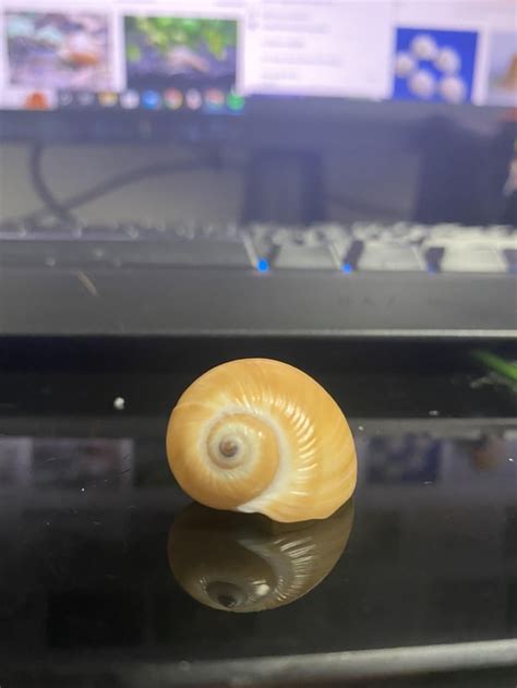 Identifying R Shells