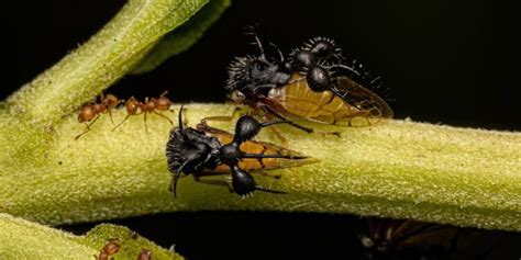 The Brazilian Treehopper A Fascinating Insect Mousetimes