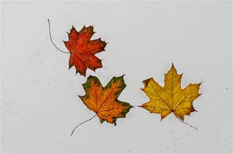 가을 단풍 나무는 하늘의 배경에 창문의 젖은 유리에 클로즈업 잎 가을 날에는 창문 밖에서 비가 내리세요 흑백 사진 10월에 대한