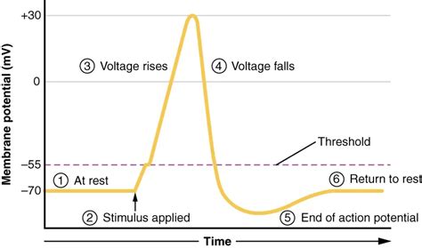 Action Potential Graph Refractory Period