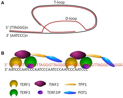 The Structure Of Telomeres A Cap Structure Of Telomeres Consists