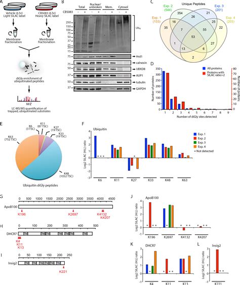 A Vcp Inhibitor Substrate Trapping Approach Vista Enables Proteomic